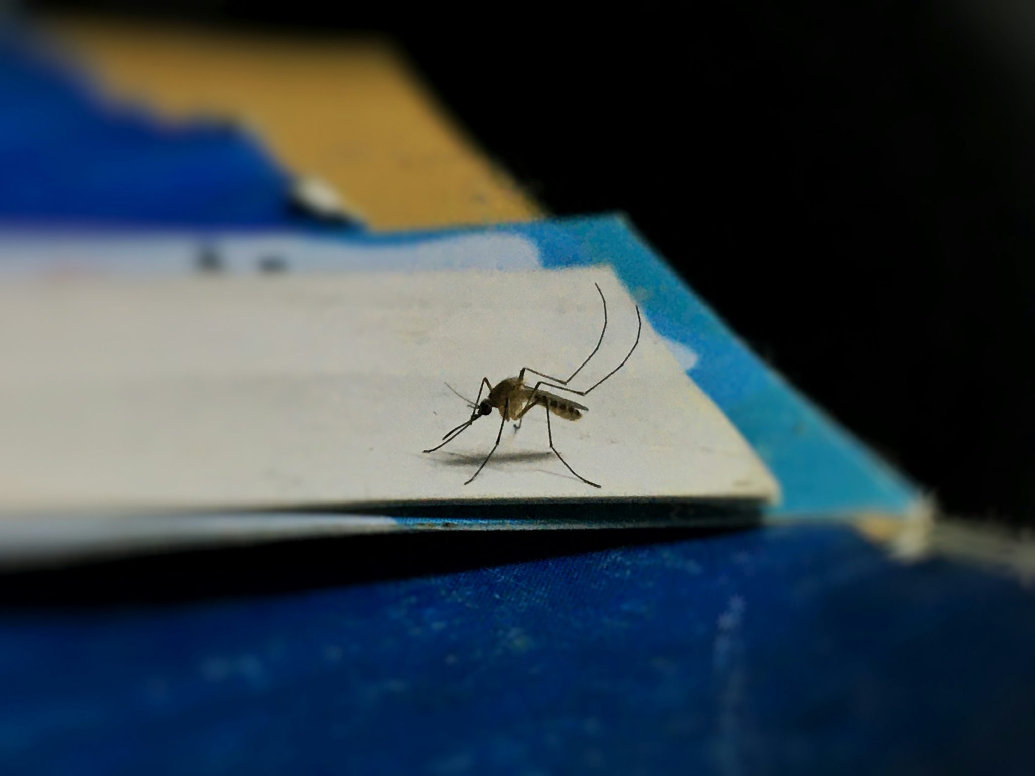 West Nile Virus Confirmed in Escambia County Resident as Mosquito-Borne ...
