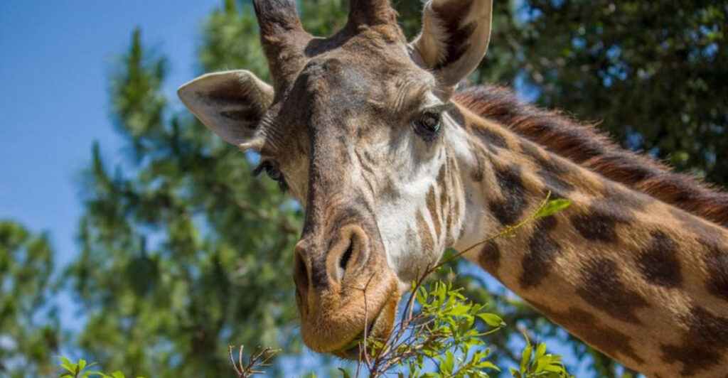 10 Best Family-Friendly Zoos to Explore in Florida