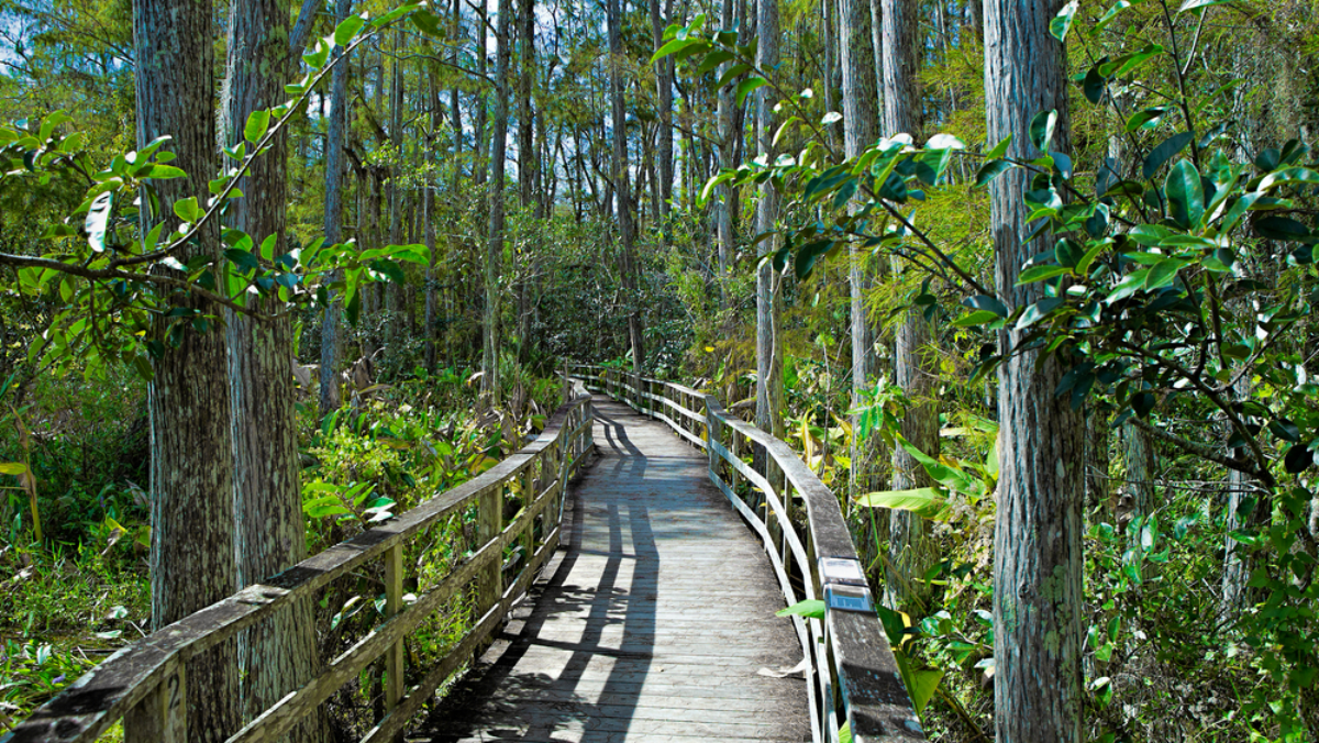 10 Best Natural Springs in Florida for Swimming, Snorkeling & Kayaking
