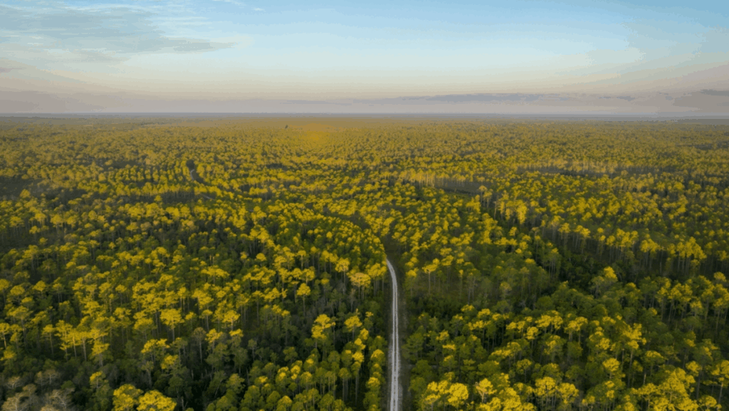 Florida Has More Biodiversity Than Almost Any Other State—Here’s Where ...