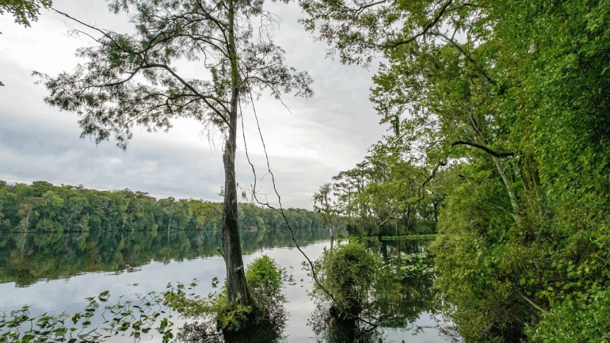 Florida’s Most Beautiful Nature Areas You Can Visit for Free